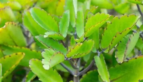 11 Surprising Benefits Of The Miracle Leaf Of Life Sharingideasme