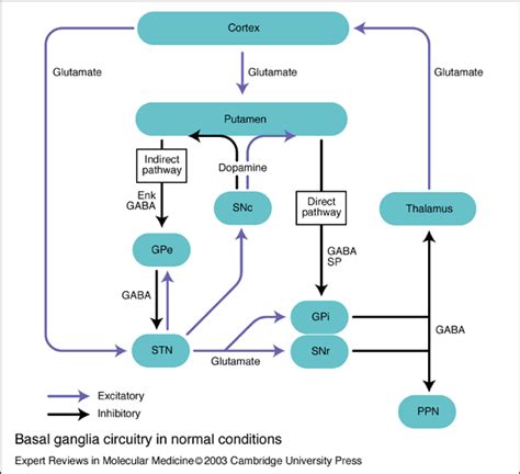 Basal Ganglia Circuitry
