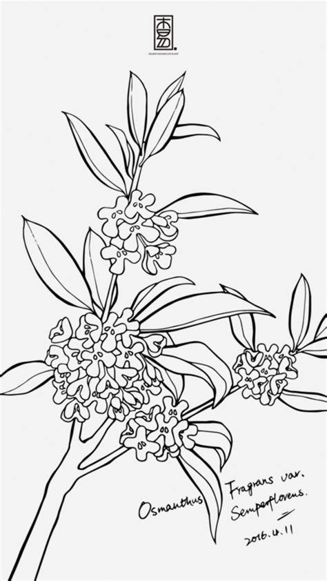 桂花树简笔画大全 简笔画作品图片 色粉画