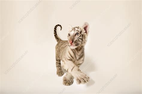 Bengal Tiger Cub Stock Image C0598682 Science Photo Library