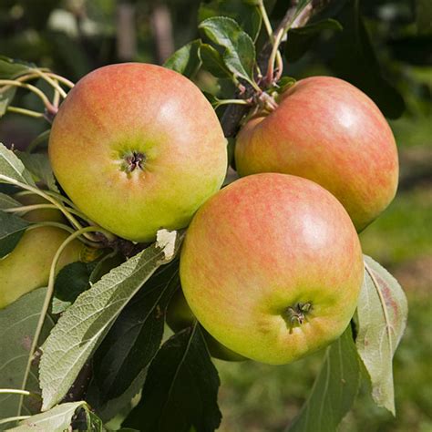 Apple Malus Domestica Falstaff