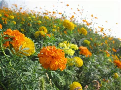 黄色とオレンジの花 No 99965｜写真素材なら「写真ac」無料（フリー）ダウンロードok