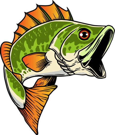 390 Ikan Kakap Hitam Ilustrasi Grafik Vektor And Clip Art Bebas