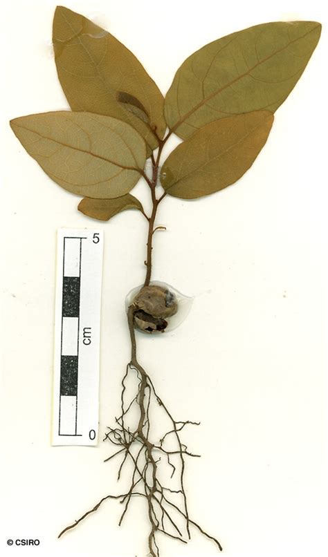 Litsea Macrophylla