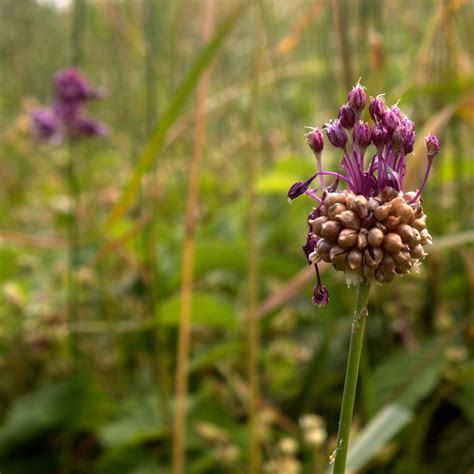 Allium Vineale