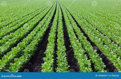 Celery Field Royalty Free Stock Images Image 15233229