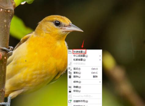 Coreldraw图片怎么转换成矢量图 Coreldraw矢量图怎么保持形状变细 Coreldraw中文网站