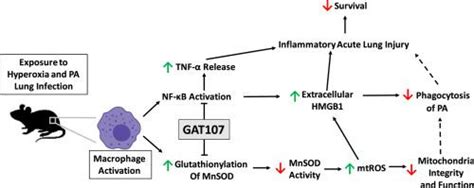 Gat107 介导的 α7 烟碱型乙酰胆碱受体信号通过减少 Mnsod S 谷胱甘肽化减轻巨噬细胞线粒体氧化应激，从而减轻呼吸机相关性肺炎小鼠模型中的炎症性肺损伤和死亡率 Redox