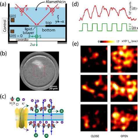 Spatiotemporal Imaging Of Water In Operating Voltage Gated Ion Download Scientific Diagram