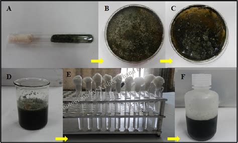 Figure 1 From Management Of Tomato Damping Off Disease In The Nursery