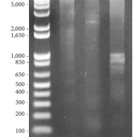 Dna Fragmentation Of A Mda Mb 231 And B Mcf 7 Cell Lines After