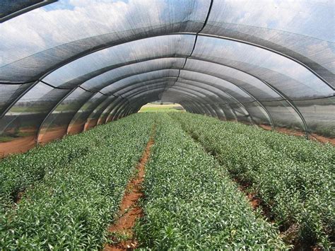 Agricultural Netting Uae Dubai Nets For Pests Crop Protection And Growth