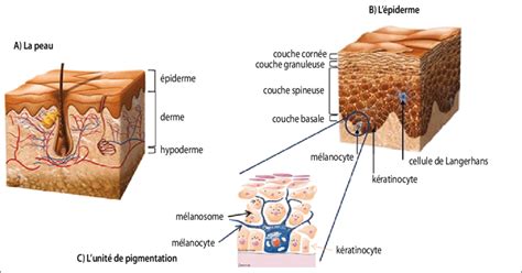 Composition Et Structuration De La Peau De Lépiderme Et De Lunité De