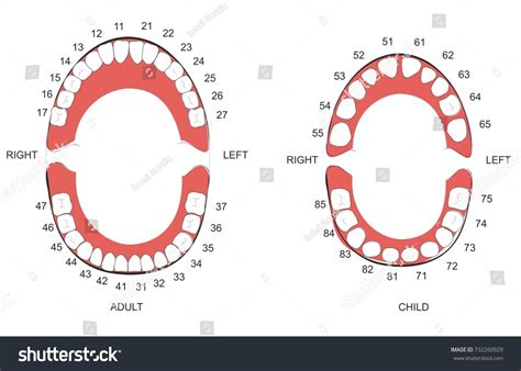 Tooth Map Numbering System Arkivillustrasjon 732260929 Shutterstock
