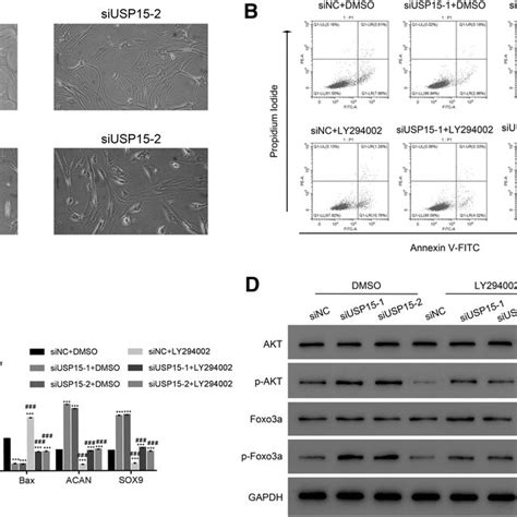 The Pi3k Inhibitor Ly294002 Reversed The Effect Of Siusp15 Knockdown In