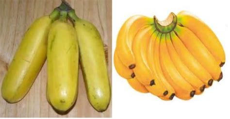 그것이 알고 싶다 바나나 전염병 바나나 종류 네이버 블로그