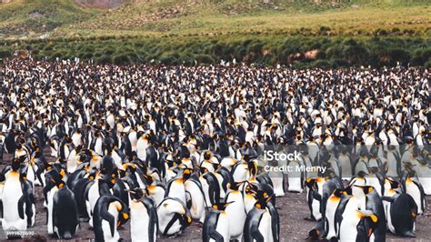 サウスジョージア島 ゴールドハーバー キングペンギンコロニー 亜南極島 営巣地のストックフォトや画像を多数ご用意 営巣地 植民地