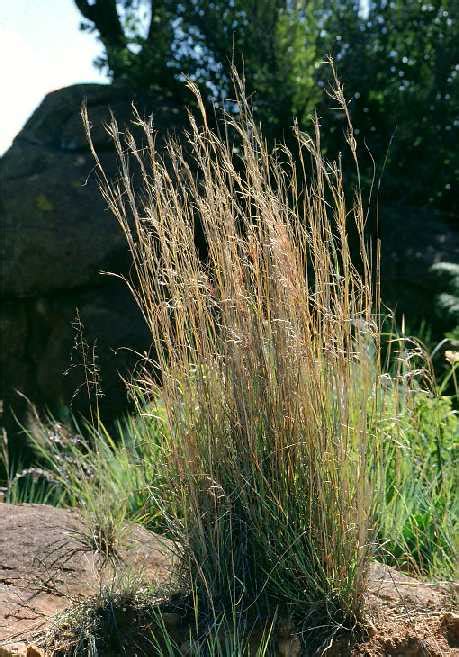 Coolatai Grass Encyclopedia Pratensis