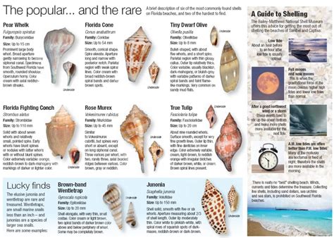 Identifying Florida Seashells Artofit