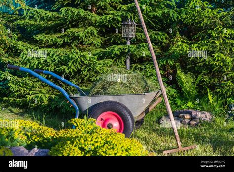 Garden Wheelbarrow Full Of Mown Grass And Weeds In The Garden Two Wheeled Wheelbarrow Rake And