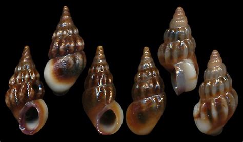 Rissoa Alchetron The Free Social Encyclopedia