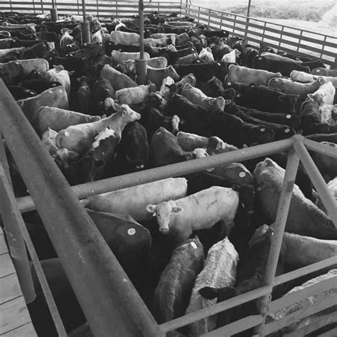 Double Aa Redblue Heelers And Registered Beefmaster Cattle Aa Charmin