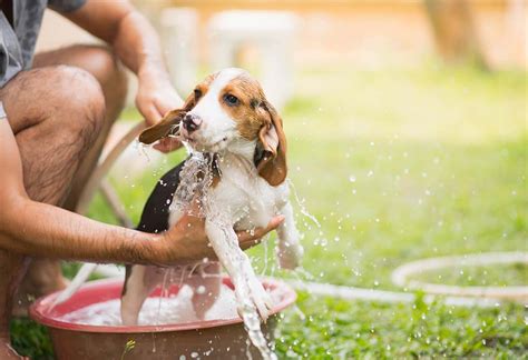 International Dog Day 2024 How To Bathe A Dog Preparations And Steps