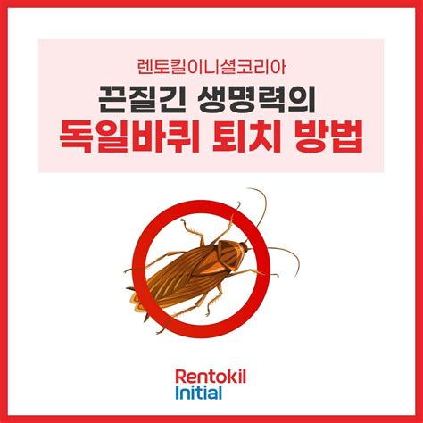 Rentokil Initial 렌토킬이니셜코리아 끈질긴 생명력의 독일바퀴벌레 퇴치 방법🚫 우리 일상에서 가장 많이 보이는