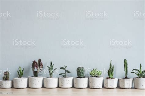 선인장과 Succulents 세련 된 시멘트 냄비에 나무 테이블에의 성분과 최소한의 홈 인테리어 회색 벽입니다 홈 가든의 세련