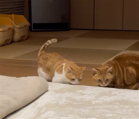 妹猫「お兄ちゃん、加齢臭がするにゃ」 厳しい妹猫に戸惑う兄猫→実は仲良しな姿にほっこり癒やされる L