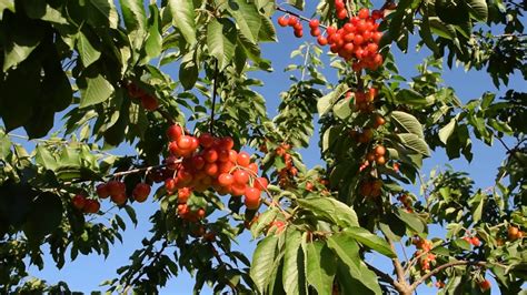 Cherry Life Youtube