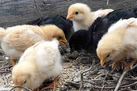 4 Ways To Cull A Chick Step By Step Guides