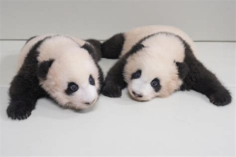 푸바오 인기 이어갈까에버랜드 쌍둥이 아기 판다 이름 공개