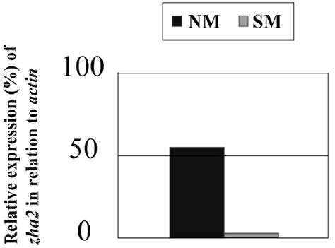 Quantitative Real Time Pcr Analysis Cdnas Prepared From Rhizome Rna