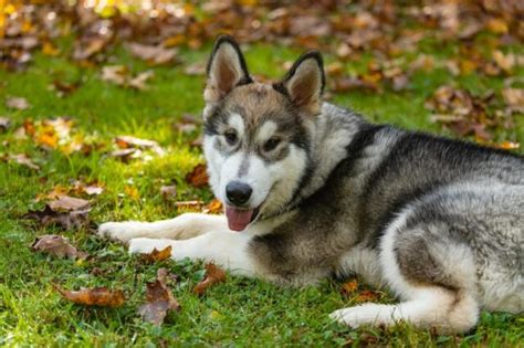 How Do You Feed An Alaskan Malamute