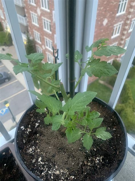 I Got High And Topped My Indeterminant Cherry Tomato What Have I Done