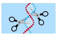 CRISPR Cas9 La revolución de la edición del genoma
