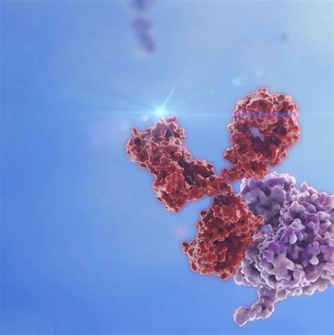 Humanized Gitr Mouse Model Immuno Oncology Icp Catalog Genoway