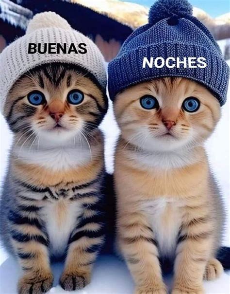Pin De Josefina Fdez Gómez Em Gatitos Bichinhos Bonitinhos Gatinhos
