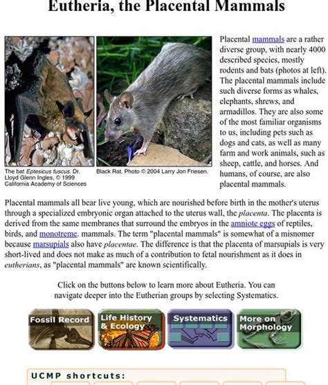 Ucmp Placental Mammals Handout For 9th 10th Grade Lesson Planet