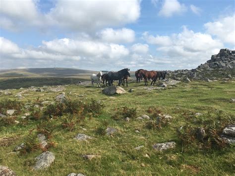 Cornwall And Devon Diaries Pt Iii — Dartmoor By Heather Arthur Medium