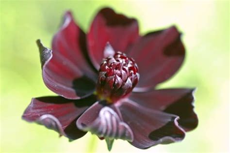 Horti By Greensnap