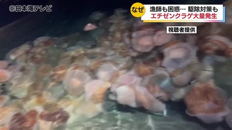 商売にならん網に入らないほどの巨大クラゲエチゼンクラゲの大量発生 日本海沿岸の各地で漁業に影響 島根県 YouTube