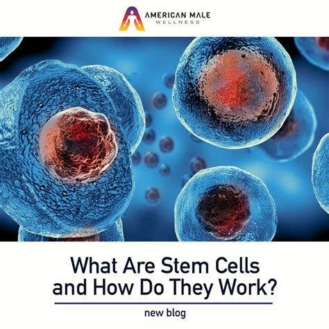 What Are Stem Cells And How Do They Work Find Out Here 👉