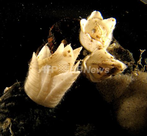 崩壊した棚氷下から、新種の極地生物を多数発見 南極 写真6枚 国際ニュース：afpbb News