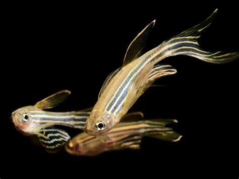Zebra Danios