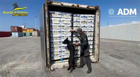 Maxi Sequestro Di Cocaina A Gioia Tauro LA NOTIZIA