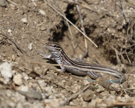 Parthenogenesis Whiptail Lizard