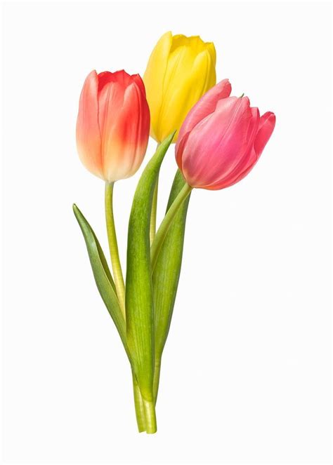 Pin Na Nástenke Veldbloemen