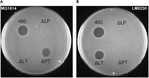 Frontiers Wild Type Lactococcus Lactis Producing Bacteriocin Like Prophage Lysins